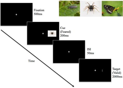 Schematic Overview Of The Modified Spatial Cueing Task With Example