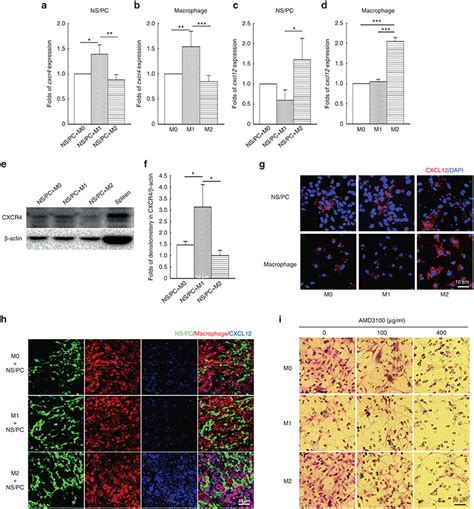 Cxcr4 Cxcl12 Signaling Contributes To The Migration Of Neural Download Scientific Diagram