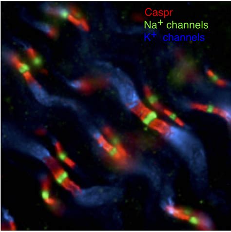 Action Potential Propagation Physiology