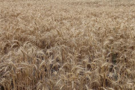 Premium Photo A Field Of Wheat With Spikes