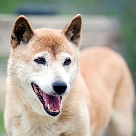 New Guinea Singing Dog Info Pictures Facts And Traits Dogster