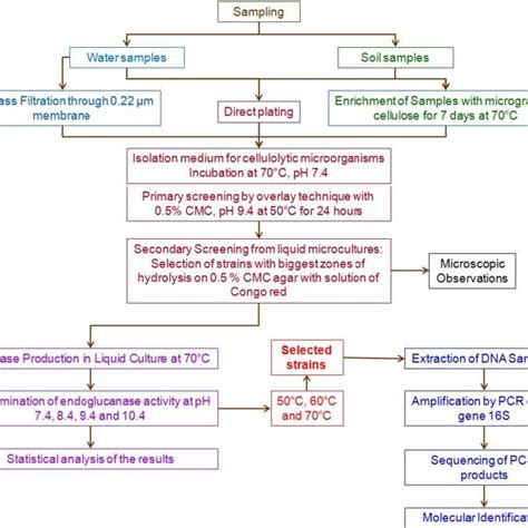 Pdf Isolation And Characterization Of Cellulase Producing Bacterial Strains From An Amazonian