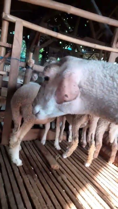 Timbangan Babon Jumbo Super Youtube