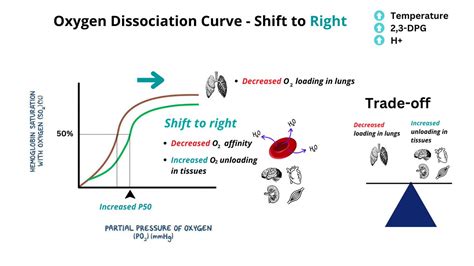 NOTES ON OXYGEN DISSOCIATION ODC CURVE The Sigmoidal ODC Curve Correlates The Oxygen