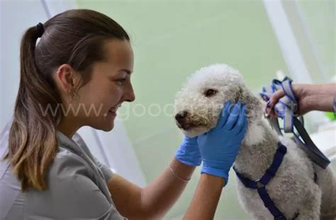 Ветеринарная клиника в Москве круглосуточно ЮЗАО ул Профсоюзная 58 вДобрыеРуки