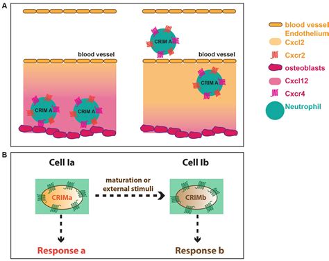 Figures And Data In Spatio Temporal Regulation Of Concurrent Developmental Processes By Generic