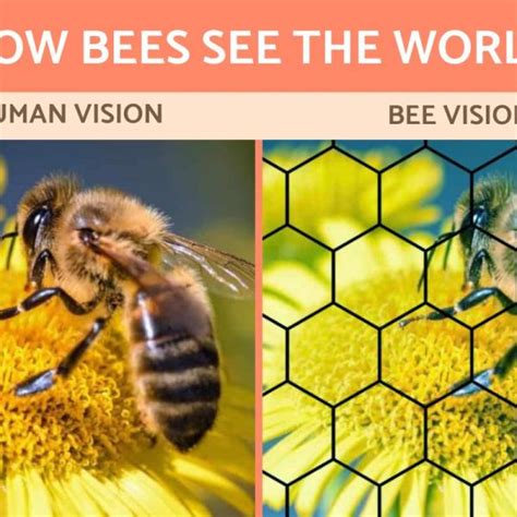 Are Bees Attracted To Color [2025]