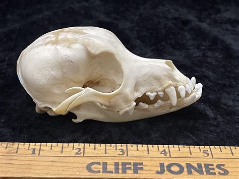 Please Help Identify This Skull Rskulls