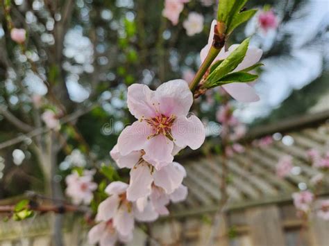 Pick Flowers On Tree Stock Image Image Of Twig Tree 276612921