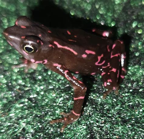 Purple Toad List Your Pet