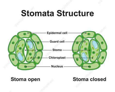 Leaf Stomata Diagram