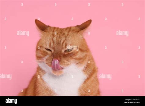 Cute Cat Licking Itself On Pink Background Stock Photo Alamy