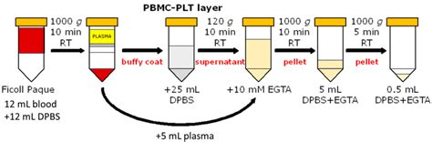 Scheme Of Platelets Plt Preparation Using Density Gradient Download Scientific Diagram