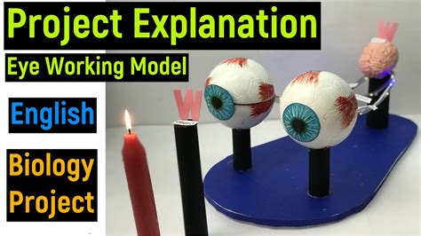 eye working model explanation in english biology project explanation physiology of eye