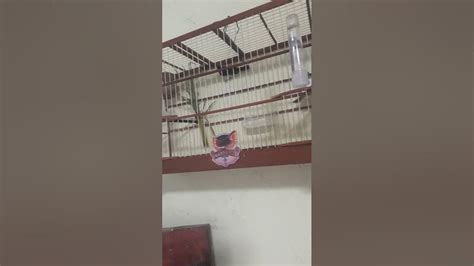 Criar E Preservar Youtube