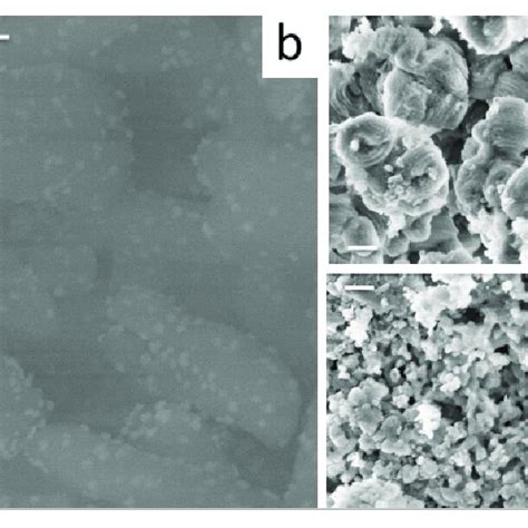 Sem Micrographs For 10 Nimcm 41 A Obtained Using The In Lens