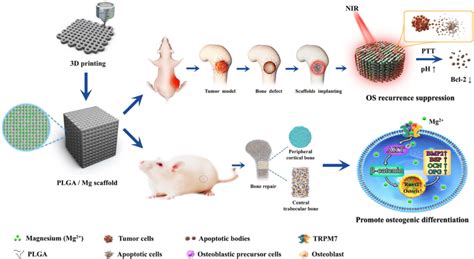 Schematic Illustration Of The 3d Printed Plgamg Scaffold Used To Download Scientific Diagram