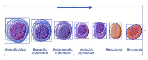 Erythropoiesis Vector