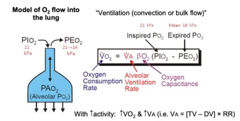 Kaarten Respiratory System Lecture 5 And 6 Quizlet
