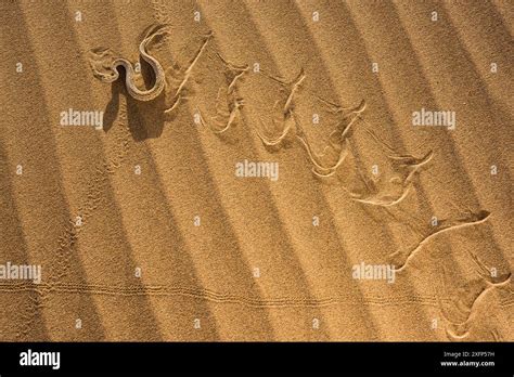 Peringueys Adder Bitis Peringueyi Sidewinding In Namib Desert