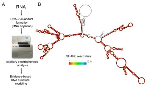 Structural Analysis Of A Long Single Stranded Rna Molecule By Chemical