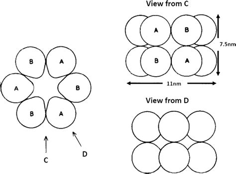 Schematic Diagram Of Glycinin Molecule Consisting Of Acidic A And