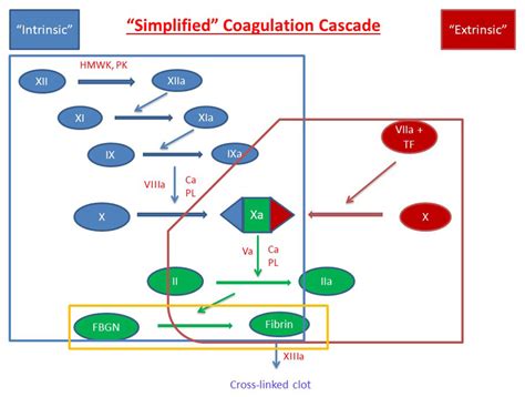 Simplified Coagulation Cascade Clot Formation As Activated Through The Download Scientific