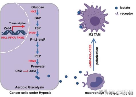 代谢重编程高分文献思路合集 知乎