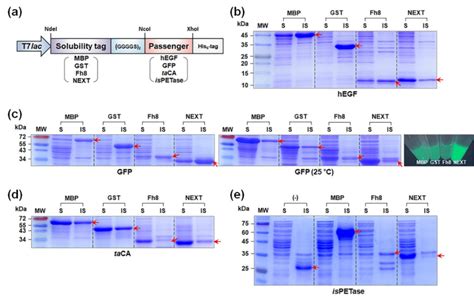In Vivo Solubility Of Recombinant Proteins Fused With Different Download Scientific Diagram