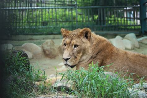 사자가 중성화수술 받은 사연 충청리뷰