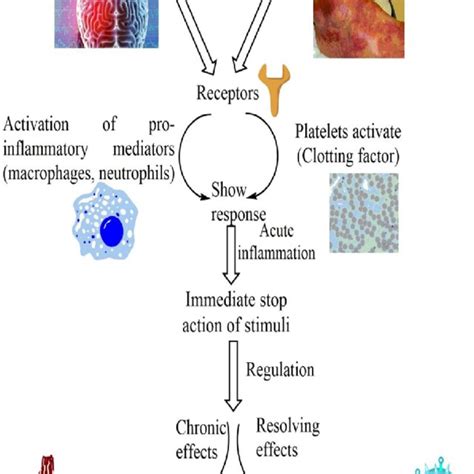 Pdf Inflammatory Process And Role Of Cytokines In Inflammation An