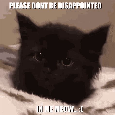 Cat  Cat Discover And Share S Cat  Cat Discover And Share S