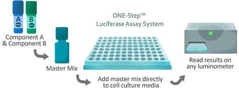 Luciferase Assay System Promega At Milla Levi Blog