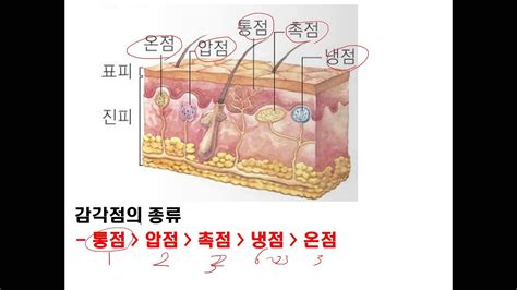 7단원 감각기관4 피부감각 뉴런 Youtube