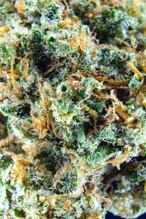 Mr Sketch Holy City Farms