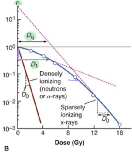 Lecture 3 Cell Survival Curves Flashcards Quizlet