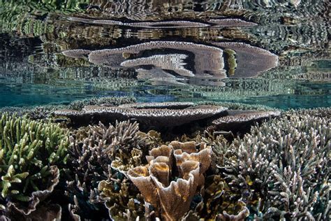A Healthy Coral Reef Grows In Shallows Of The Tropical Pacific Ocean