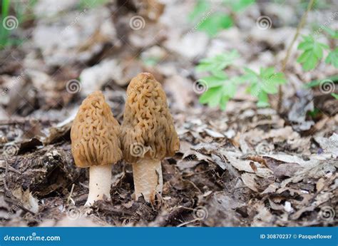Two Mushrooms Stock Image Image Of Fungus Foliage Mushroom 30870237