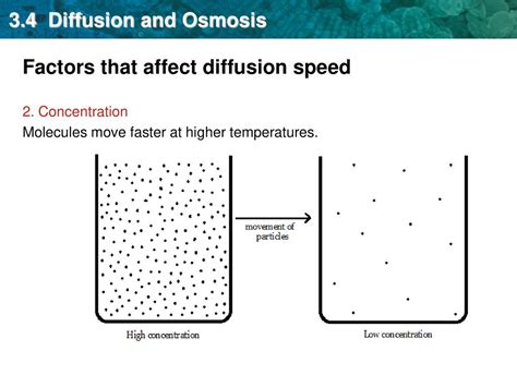 34 Diffusion And Osmosis Key Concept Materials Move Across Membranes