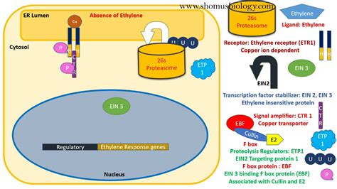 Ethylene Signal Transduction Pathway In Plants At Carl Cohn Blog