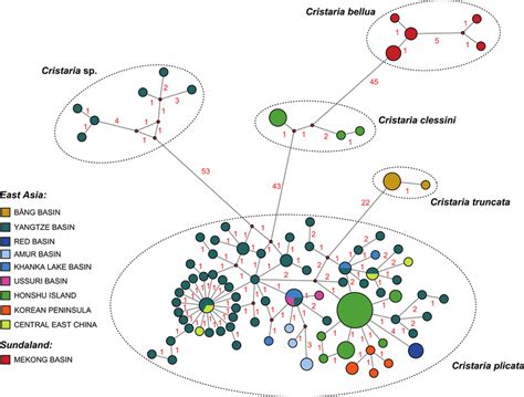 Median Joining Network Of The Coi Gene Sequences Of Cristaria Species Download Scientific