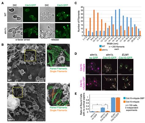 Using The Figure Answer The Following Questions Chegg Com