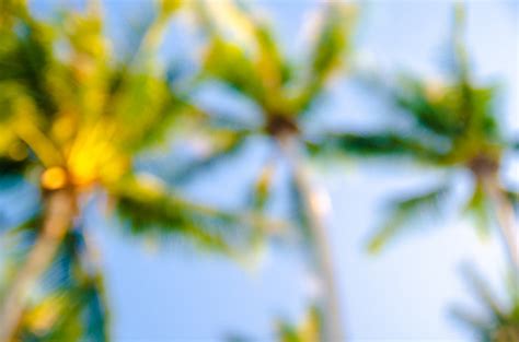 푸른 하늘 야자수 열 대 해안 빈티지에 대 한 야 자 나무 톤 및 양식에 일치 시키는 코코넛 나무 0명에 대한 스톡 사진 및 기타 이미지 Istock