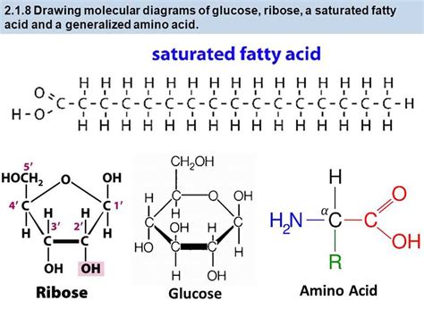 Understanding The Structure Of Alpha Glucose