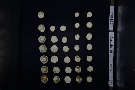 Cassava Object Detection Dataset And Pre Trained Model By Yolo