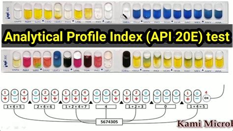Api 20e Test Analytical Profile Index For Gnr Biochemical Test