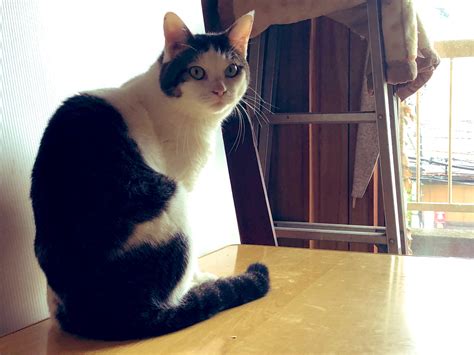 フクにゃん on Twitter おはようございます 何か言いたげな様子です ねこ 猫 猫のいる暮らし 猫がいる幸せ 猫の
