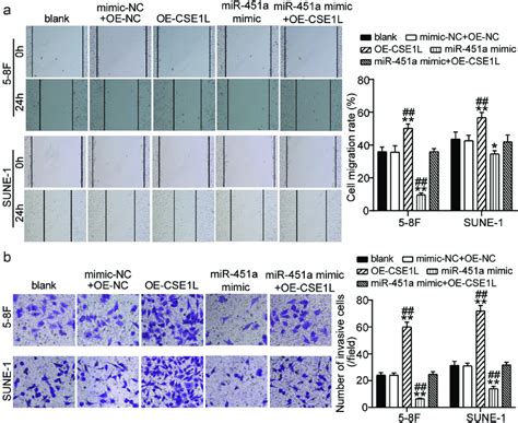 Cse1l Overexpression Restores The Migration And Invasion Impairment Of
