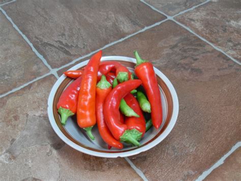 My Indoor Dwc Hydroponics System 10 Steps With Pictures Instructables