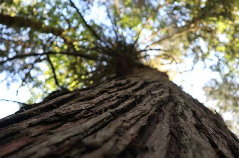 Tree Trunk Forest Free Photo On Pixabay Pixabay